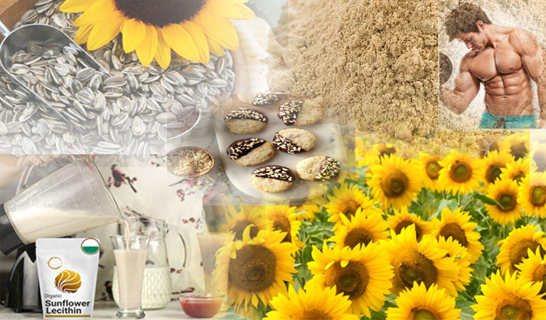 Sunflower Lecithin Powder - Process Agrochem Industries Pvt Ltd